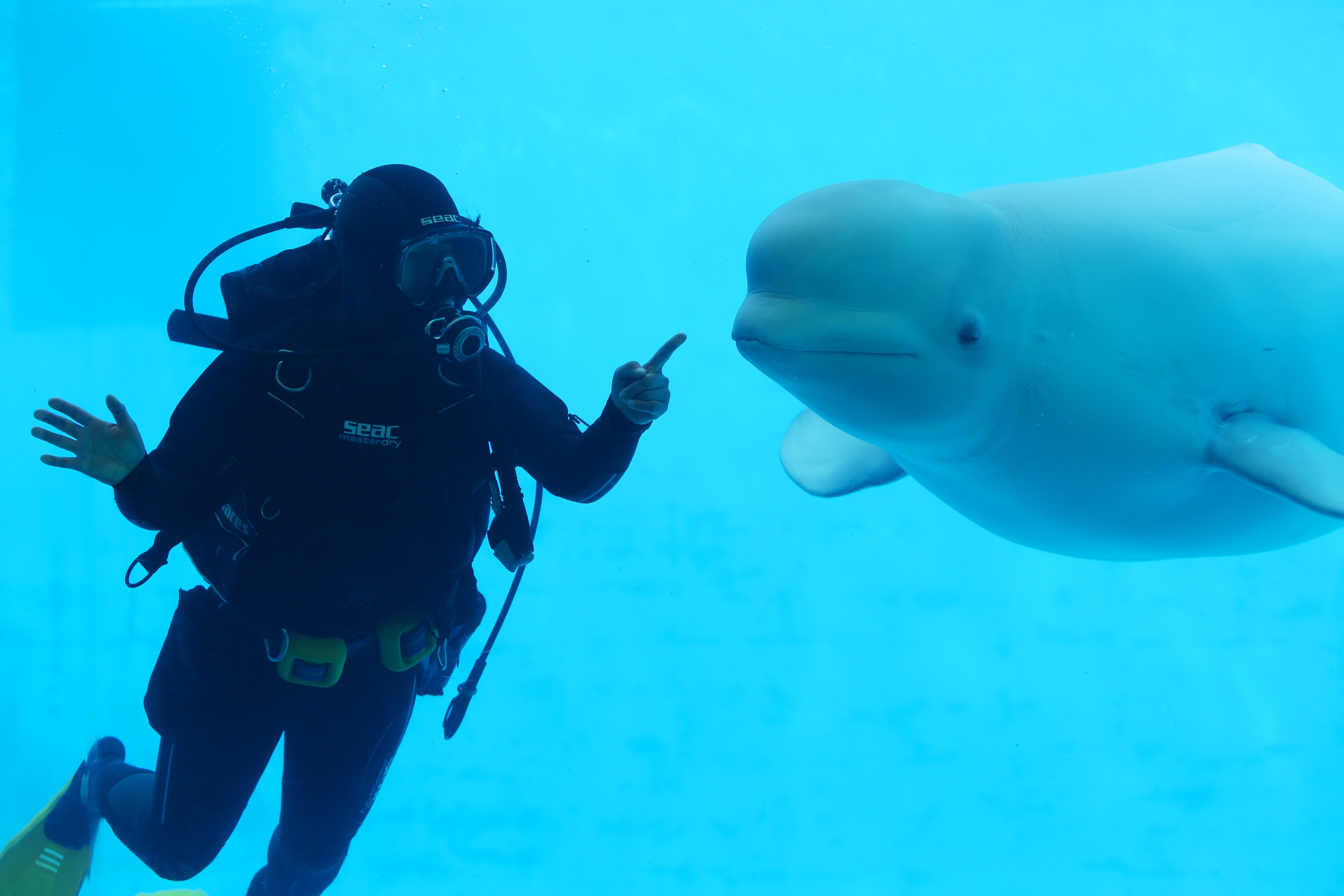 Programs – 거제씨월드